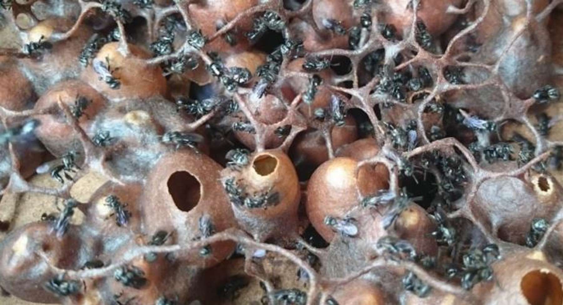 Stingless Beekeeping (Meliponiculture) on Java | ECHOcommunity.org